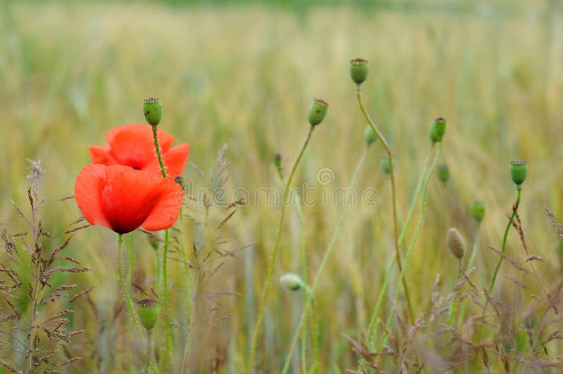 Red poppy stock image. Image of illegal, capsule, stalks - 74862571