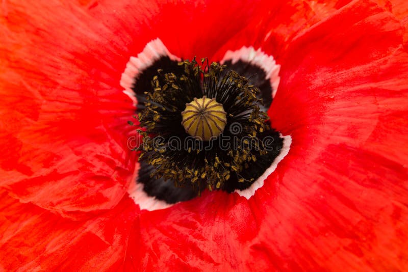Red poppy flower close-up stock image. Image of head - 71901207