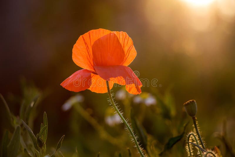 Red Poppy Flower in Garden during Sunset_ Stock Image - Image of garden ...
