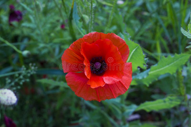 Red Poppy Flower in Grass Top View Stock Image - Image of field, blur ...