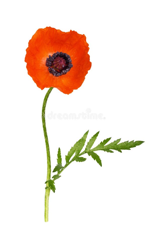 Red Poppy Flower and Green Leaf Isolated Stock Photo - Image of ...