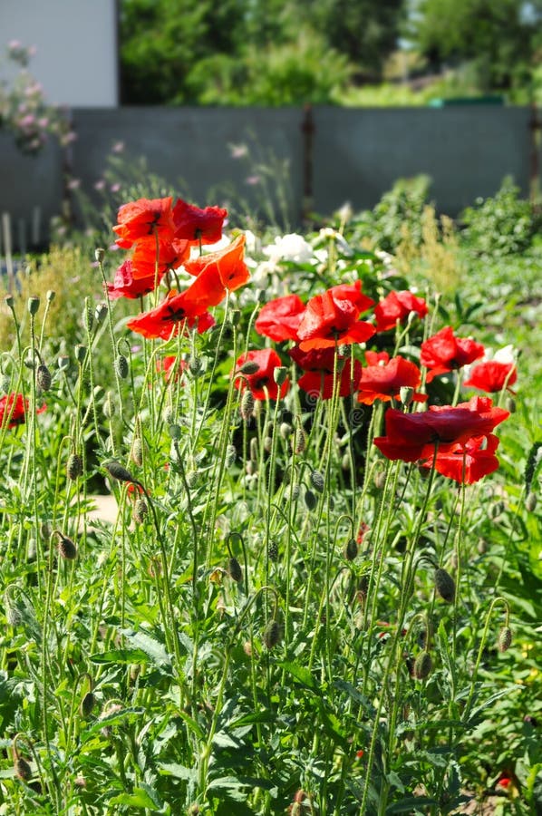 Red Poppy Flower Heads and Green Grass Stock Image - Image of bright ...