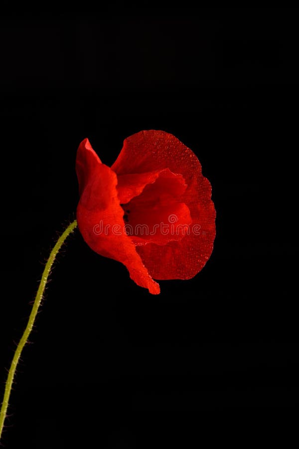 117 Anzac Single Poppy Stock Photos - Free & Royalty-Free Stock Photos ...