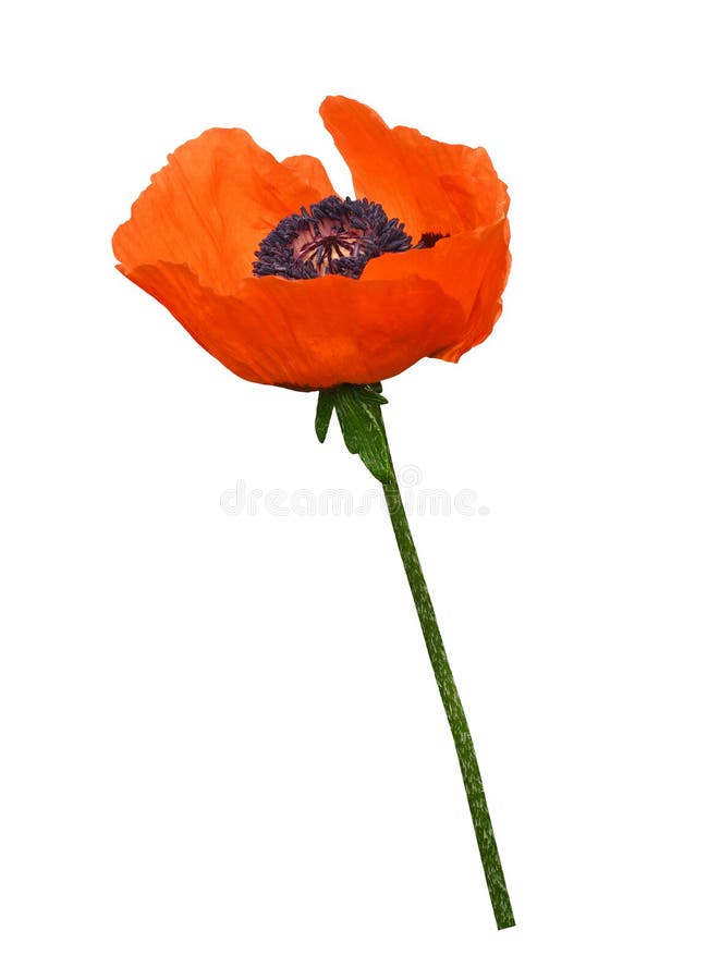 Red poppy flower isolated stock photo. Image of isolated - 350389522