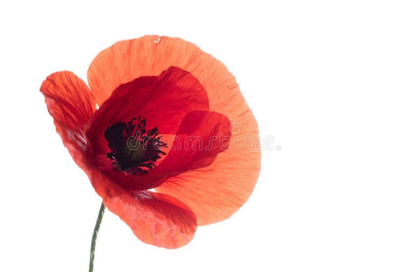 Red Poppy Flower Isolated on White Background Stock Image - Image of ...