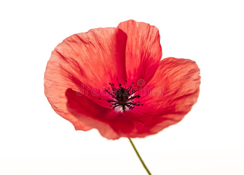 Background Poppy WW1 Barbed Wire and Sandbags World War Stock Image ...