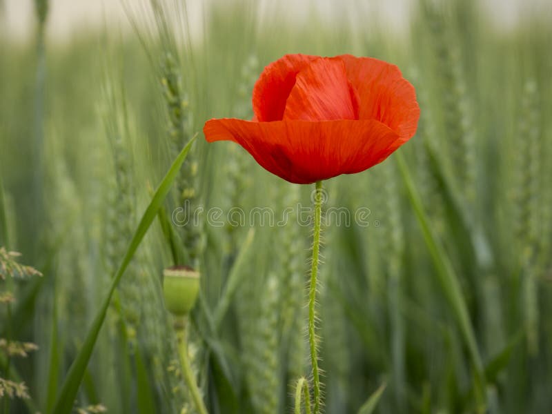 Red poppy flower stock photo. Image of summer, agriculture - 75416070
