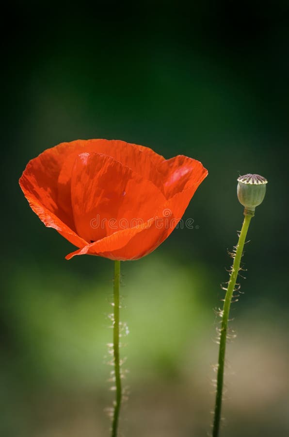 Red Poppy Flower stock photo. Image of bright, plant - 65922860