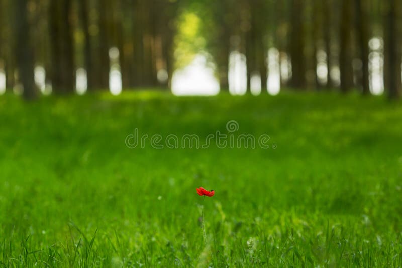 Red Poppy Flower In A Poplar Tree Forest Stock Photo - Image of moss ...