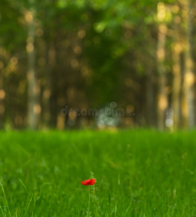 Red Poppy Flower in a Poplar Tree Forest Stock Photo - Image of autumn ...