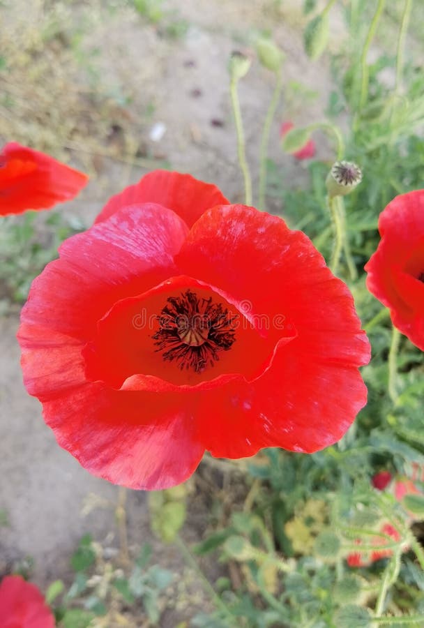 Red poppy stock image. Image of tulip, flower, plant - 261688737