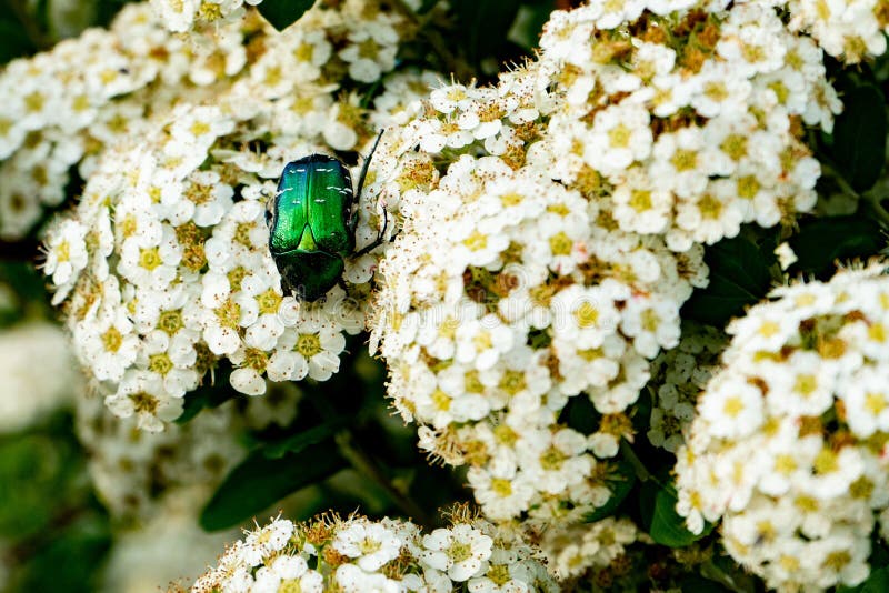 Red Poppy Flower and Seeds at the Summer Cottage Stock Image - Image of ...