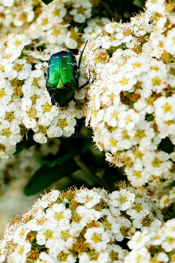 Red Poppy Flower and Seeds at the Summer Cottage Stock Image - Image of ...