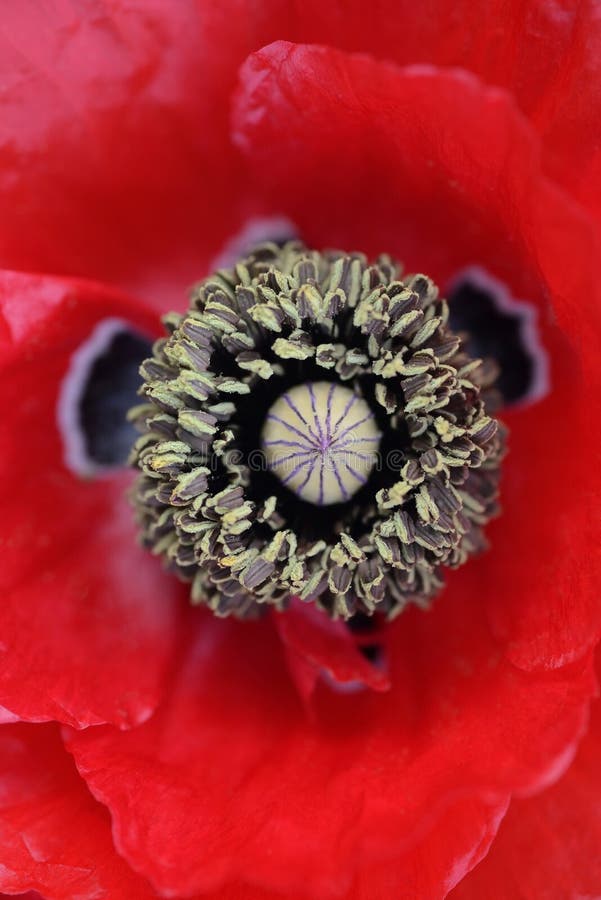 Red Poppy Flower with Stamen Stock Photo - Image of multi, springtime ...