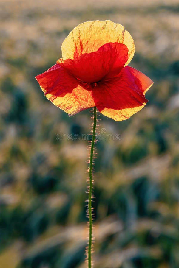 Red Poppy Flower in the Sunset Stock Photo - Image of backlight, light ...