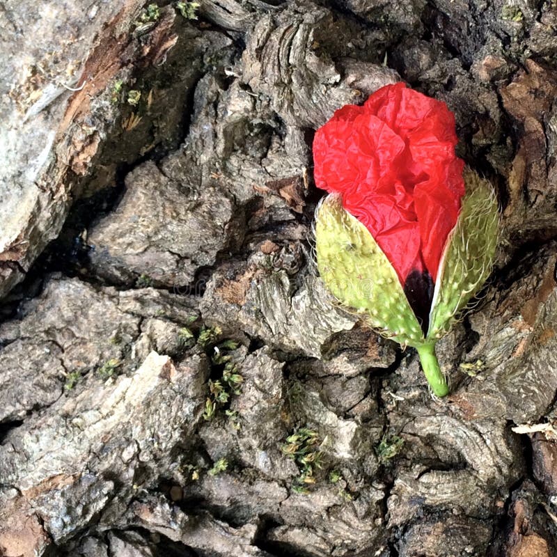 Red Poppy Flower on Tree Trunk Stock Photo - Image of summer, abstract ...