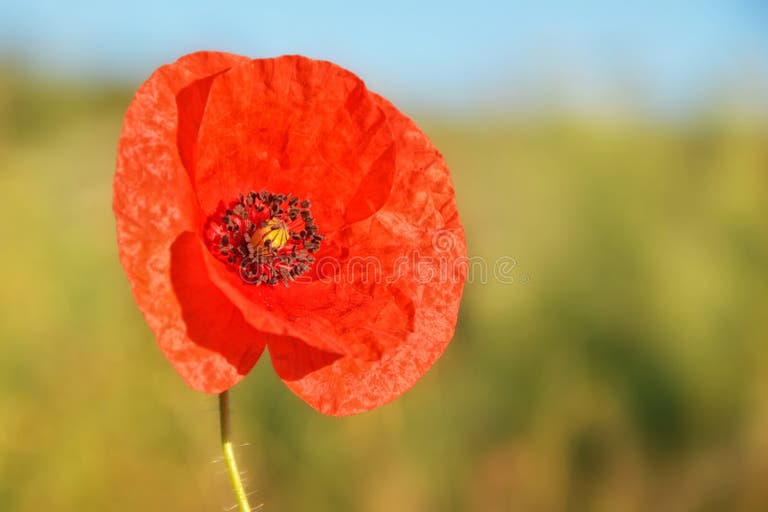 2,112 Uniform Red Flower Stock Photos - Free & Royalty-Free Stock ...