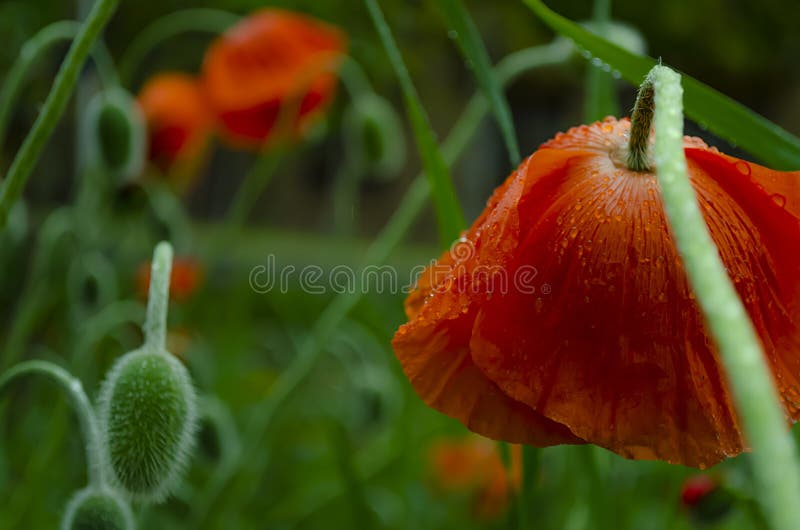 Red Poppy Flower with Water Drops. Delicate Red Poppy Flower in the ...