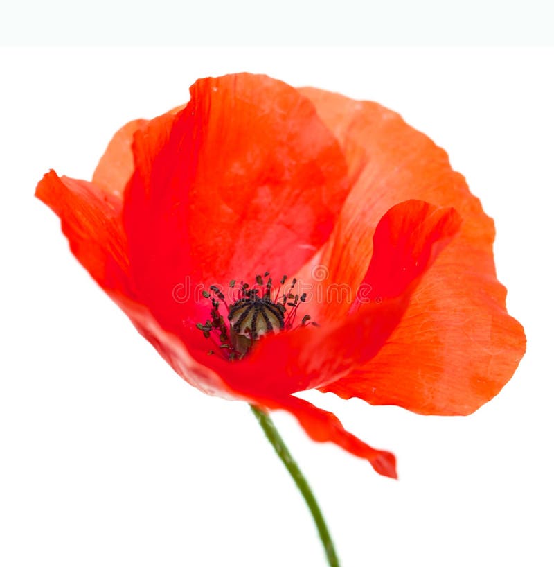 Red Poppy Flower on White Background Stock Image - Image of white ...