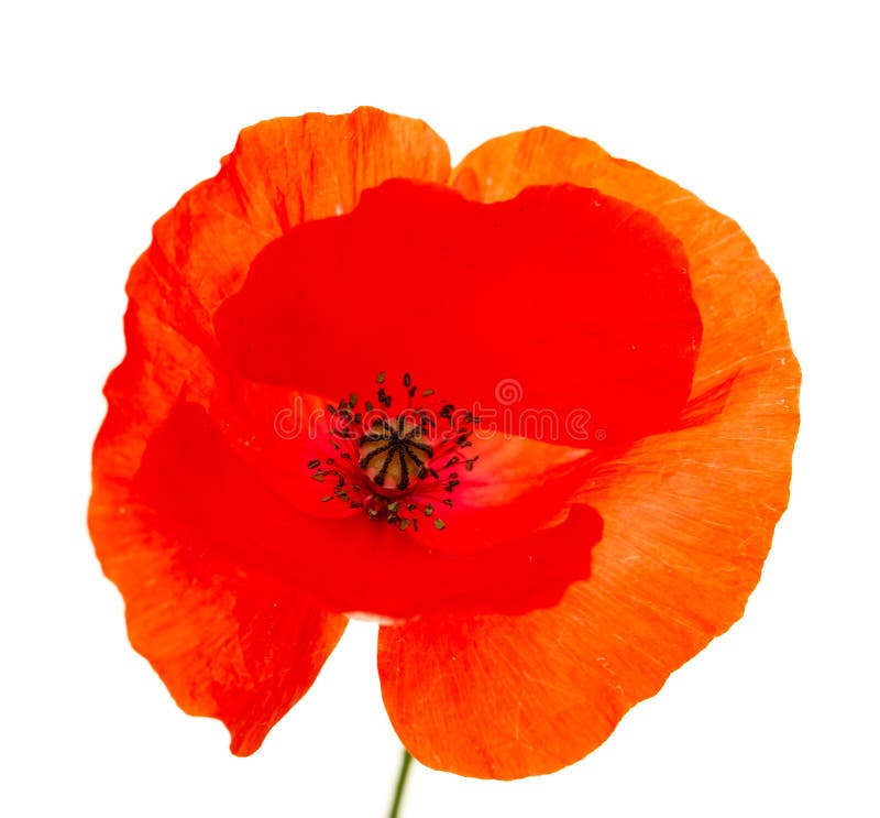 Red Poppy Flower on White Background Stock Photo - Image of poppy ...