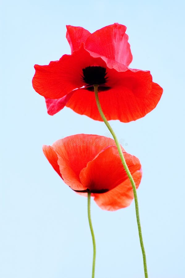 Pressed poppy flower stock photo. Image of blossom, autumn - 4019732