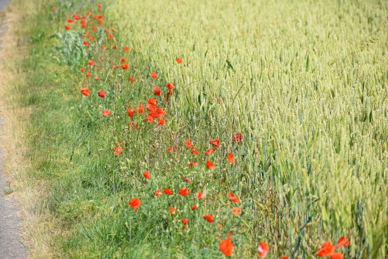 Red Poppy Flowers at the Edge of a Grain Field Stock Image - Image of ...