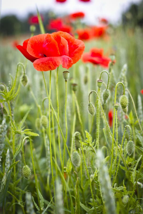 Red poppy flowers in field stock photo. Image of papaveraceae - 25560012