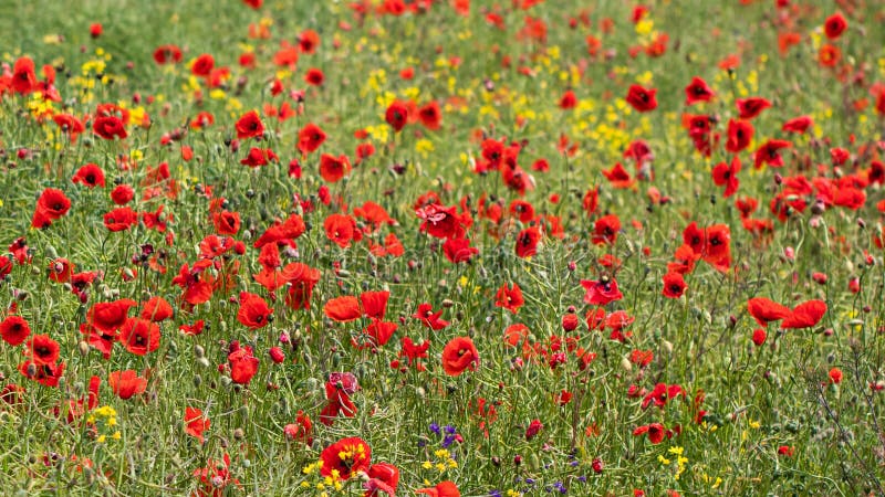 Red Poppy Flowers in a Field, Banner Stock Image - Image of herb ...