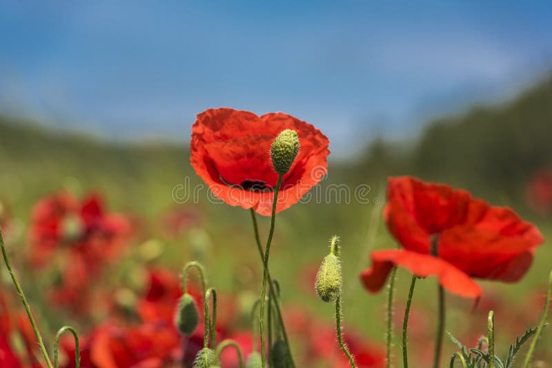 Red Poppy Flowers in the Oil Seed Fields Stock Photo - Image of flowers ...