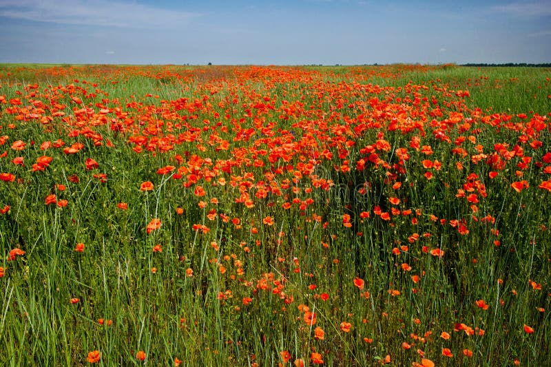 Red Poppy Flowers Fill the Frame, with a Clear Sky Backdrop Stock Image ...