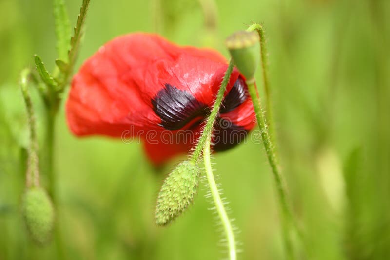 Red Poppy Flowers in Full Bloom in Spring with Green Background Stock ...
