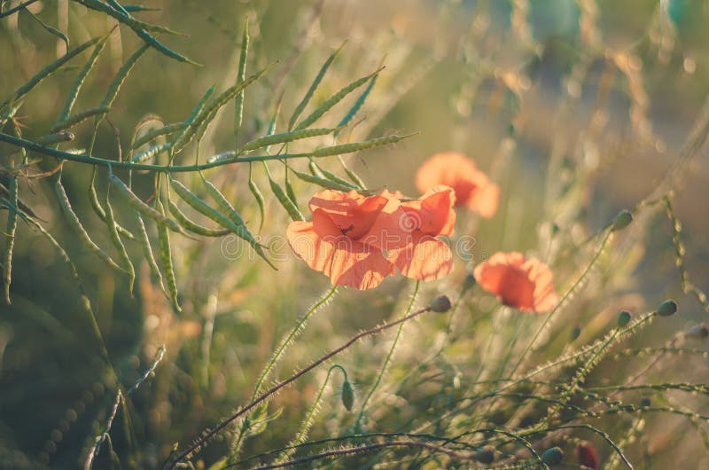 Red poppy flowers in grass stock photo. Image of green - 274423766
