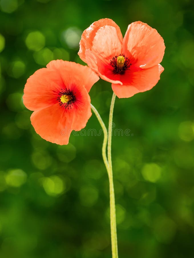 Red Poppy Flowers. Poppy Flowers and Blue Sky in the Near of Munich ...