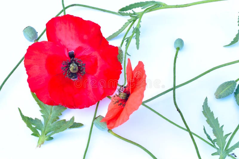 Red Poppy Flowers with Green Stems and Leaves. Stock Photo - Image of ...