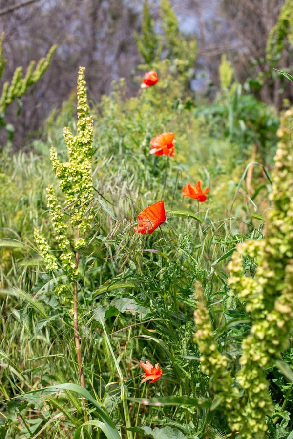 Red Poppy Flowers Greenery Vertical Landscape Wild Stock Photos - Free ...