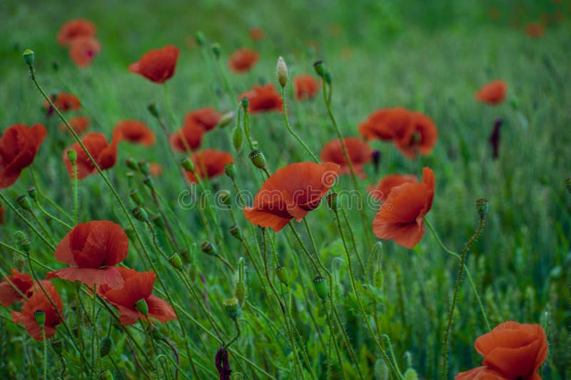 Red Poppy Flowers Grow among the Fields Stock Photo - Image of leaf ...