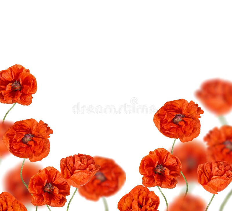 Red Poppy Flowers Half Frame Isolated White Stock Photos - Free ...