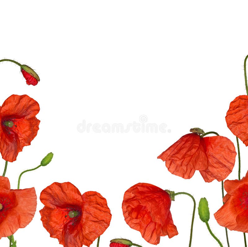 Red Poppy Flowers Half Frame Isolated White Stock Photos - Free ...