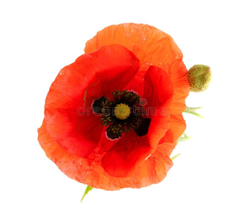 Anzac Single Poppy Photos - Free & Royalty-Free Stock Photos from ...