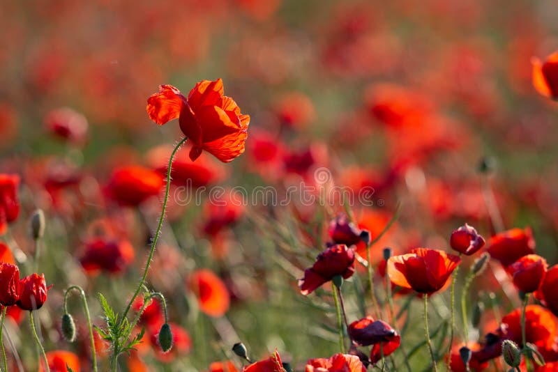 Close Up of Red Bright Poppy Flower. Red Flower in Summer Stock Image ...