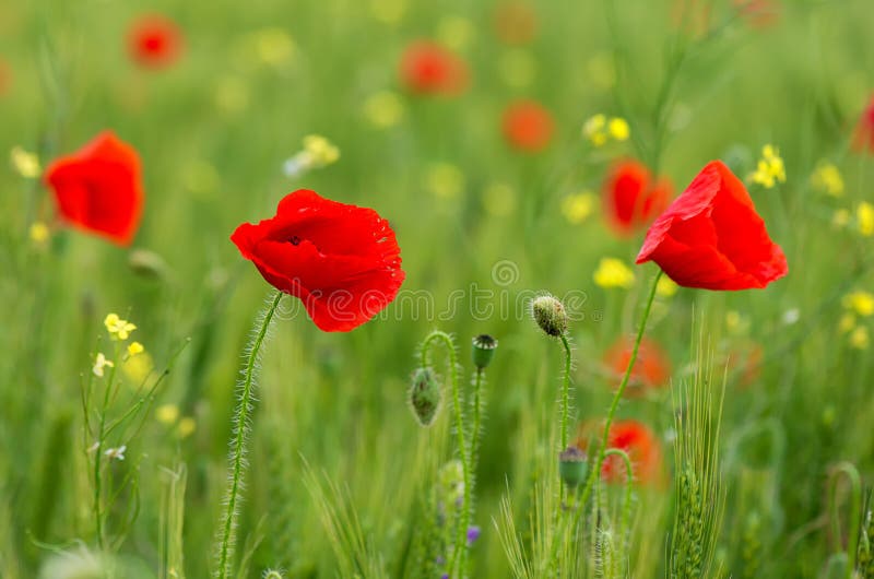 Red Poppy Flowers in the Oil Seed Fields Stock Photo - Image of backlit ...