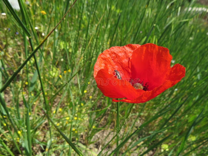 Red Poppy Flowers in Spring Meadow Stock Photo - Image of bokeh ...