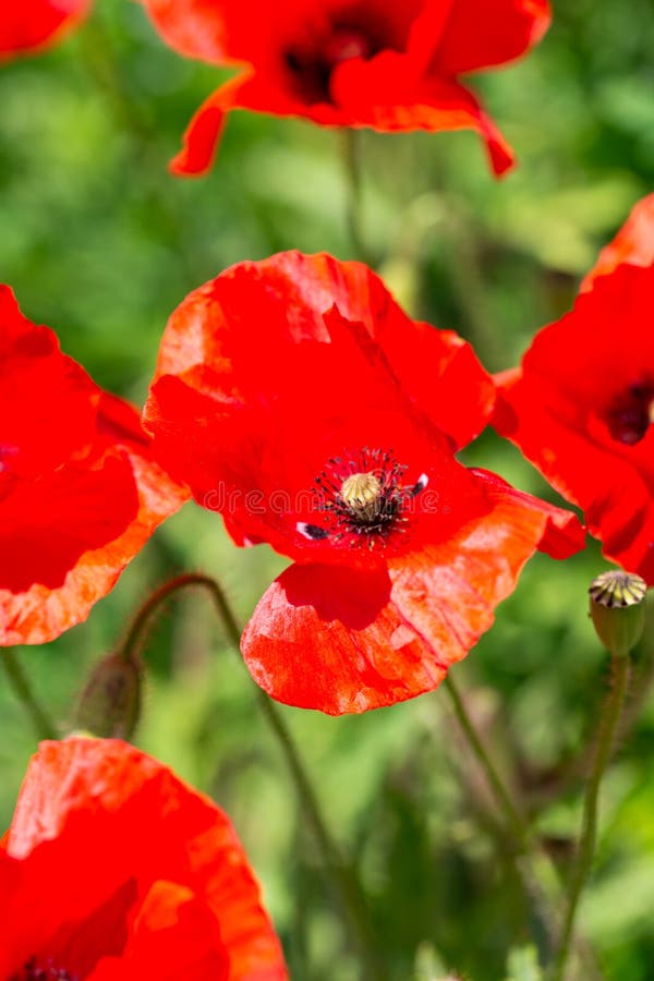 Red Poppy Flowers in Sun Day Stock Photo - Image of nature, flora ...