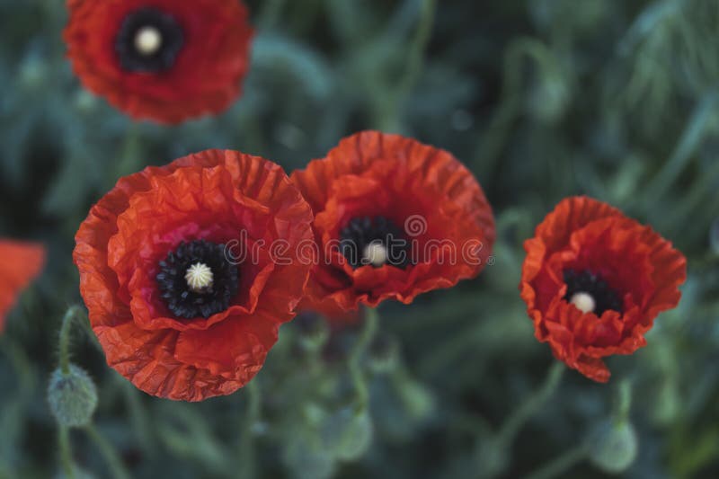 Red poppy flowers top view stock photo. Image of white - 271594200