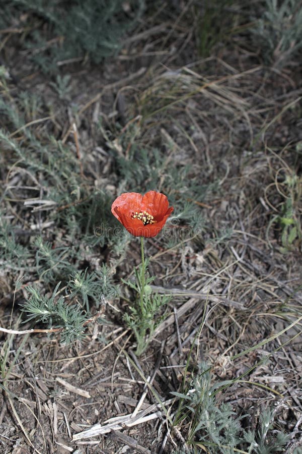 Red poppy stock image. Image of nature, nice, kazakhstan - 41577279