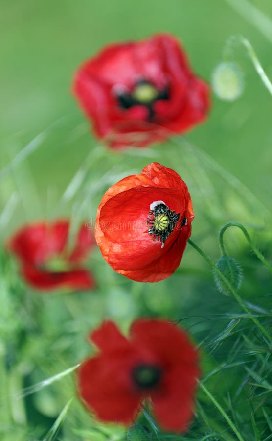 Red poppy stock image. Image of outdoor, field, travel - 71748983