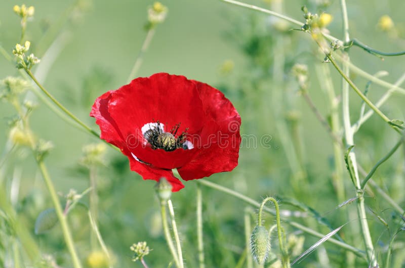 Red poppy stock image. Image of outdoor, france, travel - 71869113