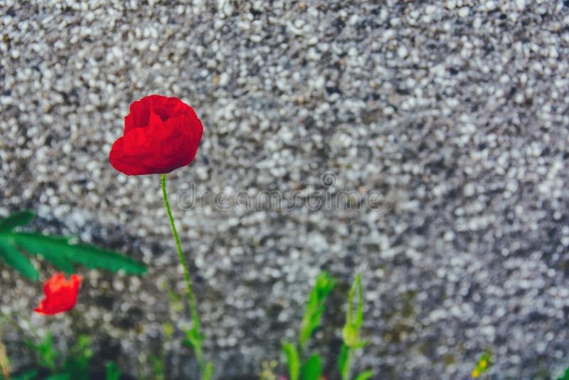 Red Poppy in Front of a Grey Stone Wall Stock Image - Image of detail ...