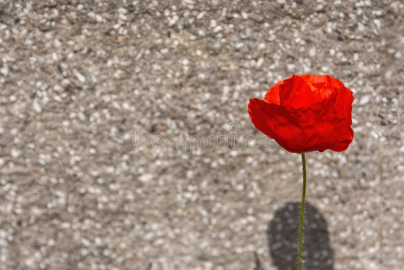 Red Poppy in Front of a Grey Stone Wall Stock Photo - Image of macro ...