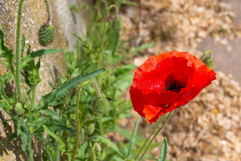 Red Poppy in Front of a Grey Stone Wall Stock Photo - Image of closeup ...